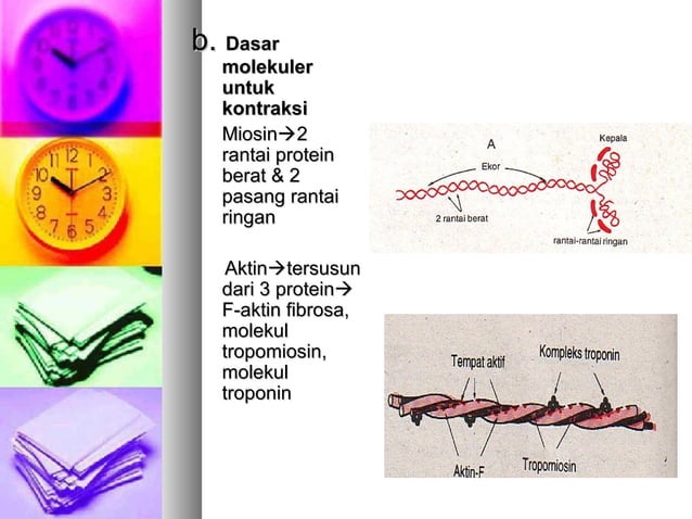 Fisiologi refleks, gerak dan postur tubuh | PPT