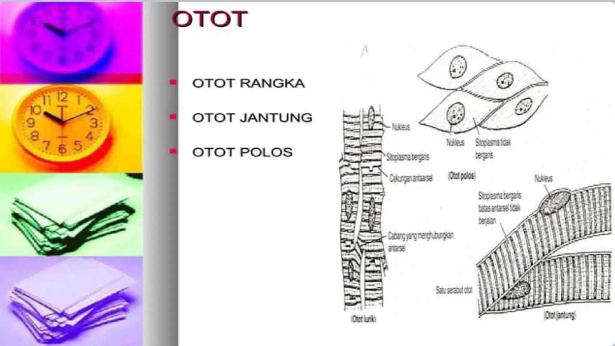 FISIOLOGI REFLEKS, GERAK DAN POSTUR TUBUH.pptx