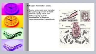 FISIOLOGI REFLEKS, GERAK DAN POSTUR TUBUH.pptx
