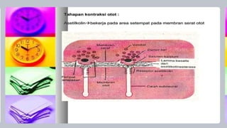 FISIOLOGI REFLEKS, GERAK DAN POSTUR TUBUH.pptx