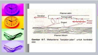 FISIOLOGI REFLEKS, GERAK DAN POSTUR TUBUH.pptx