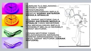 FISIOLOGI REFLEKS, GERAK DAN POSTUR TUBUH.pptx