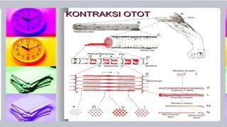 FISIOLOGI REFLEKS, GERAK DAN POSTUR TUBUH.pptx