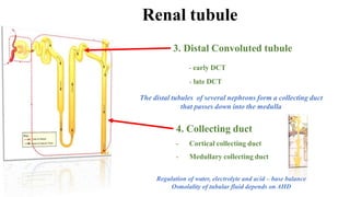 Fisiologi Renal Smamda 7 November 2022.pptx