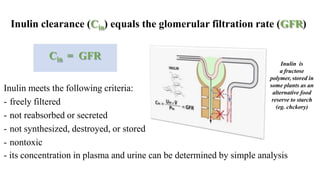 Fisiologi Renal Smamda 7 November 2022.pptx