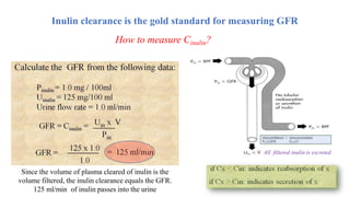Fisiologi Renal Smamda 7 November 2022.pptx