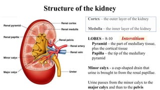 Fisiologi Renal Smamda 7 November 2022.pptx