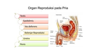 FISIOLOGI ALAT REPRODUKSI PADA MANUSIA.. | PPT