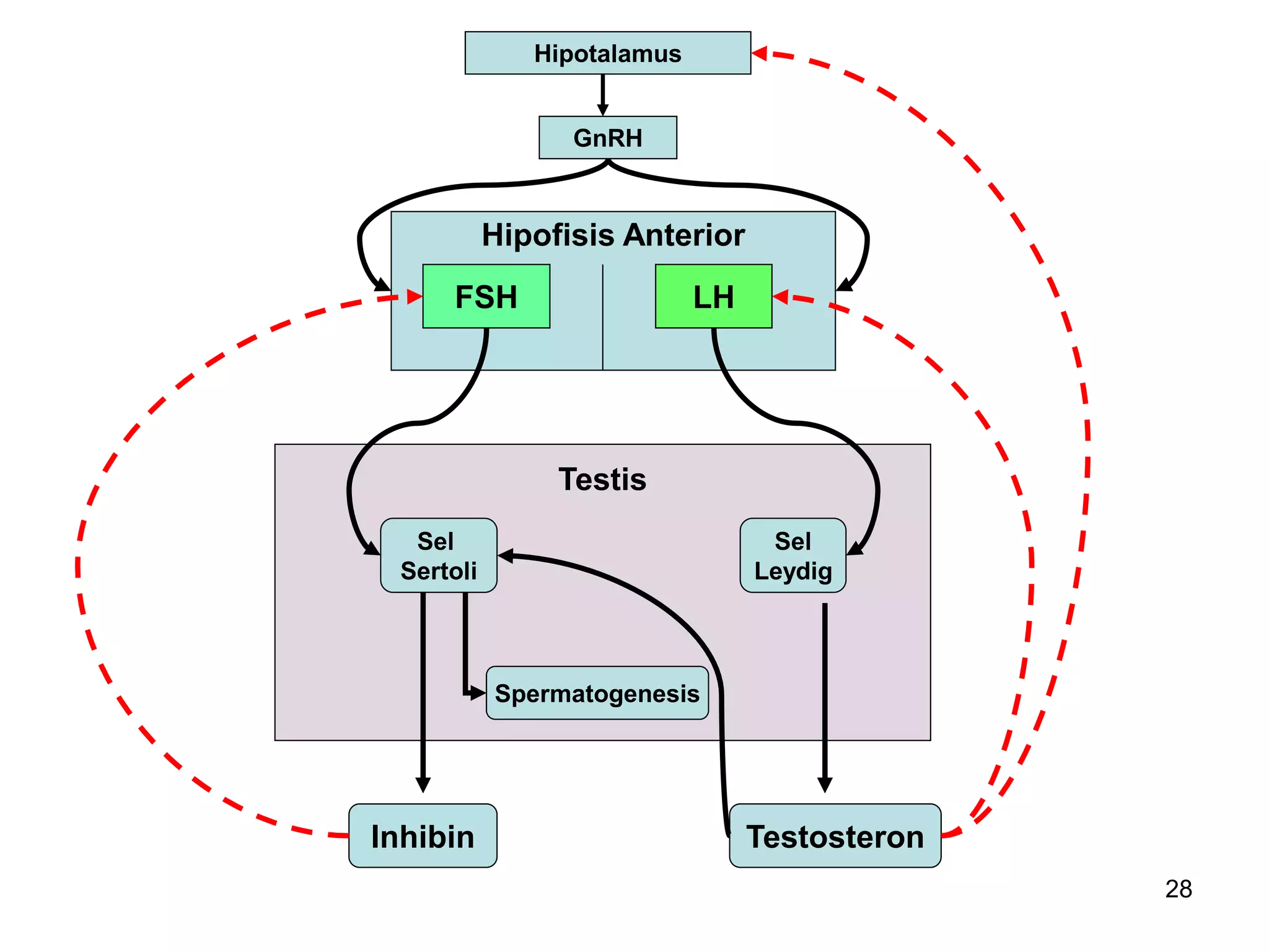 Fisiologi Reproduksi Pria.ppt