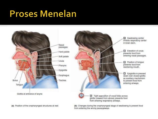 Fisiologi sistem digestivus (1)