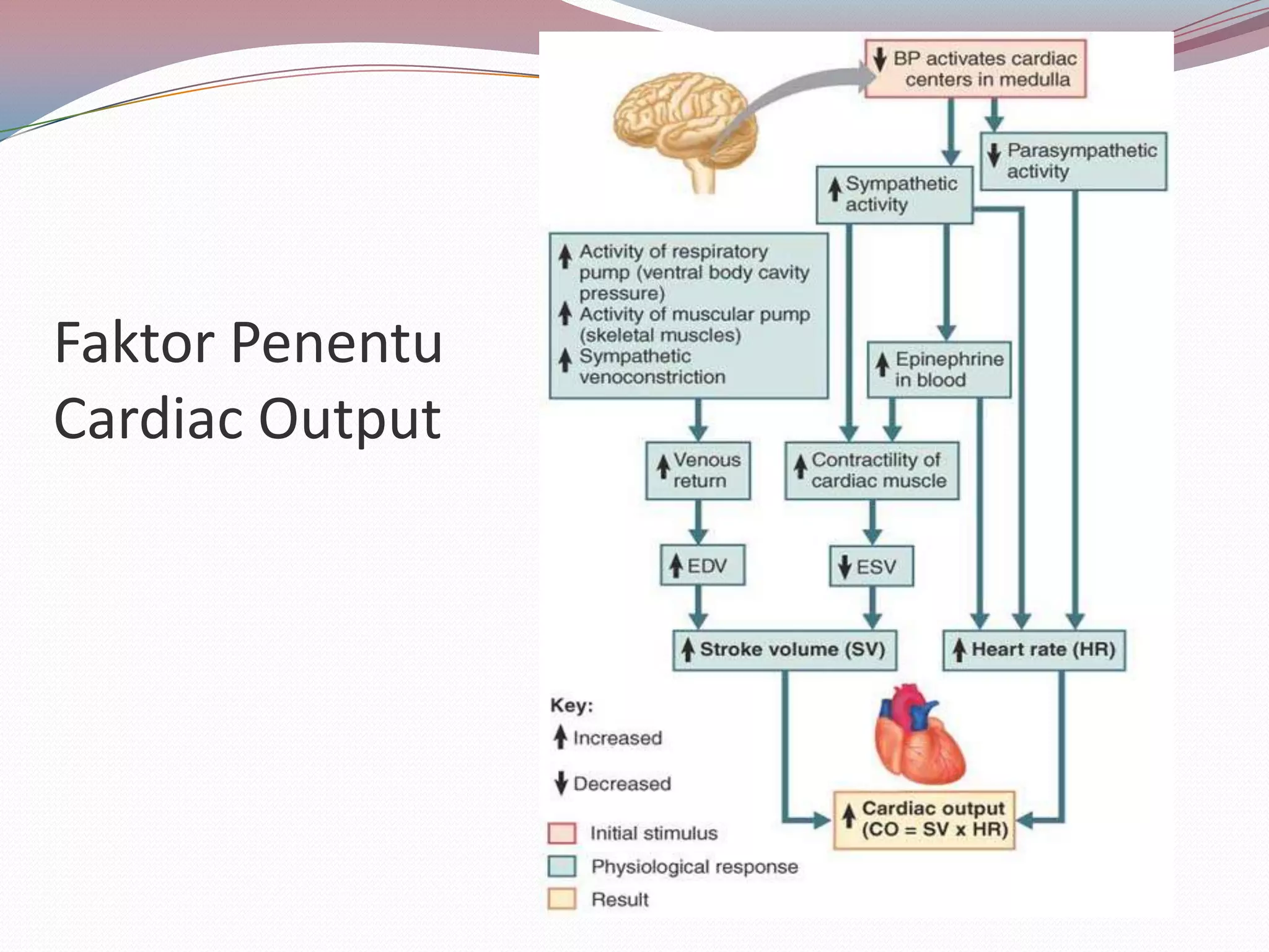 Fisiologi sistem kardiovaskular | PPT