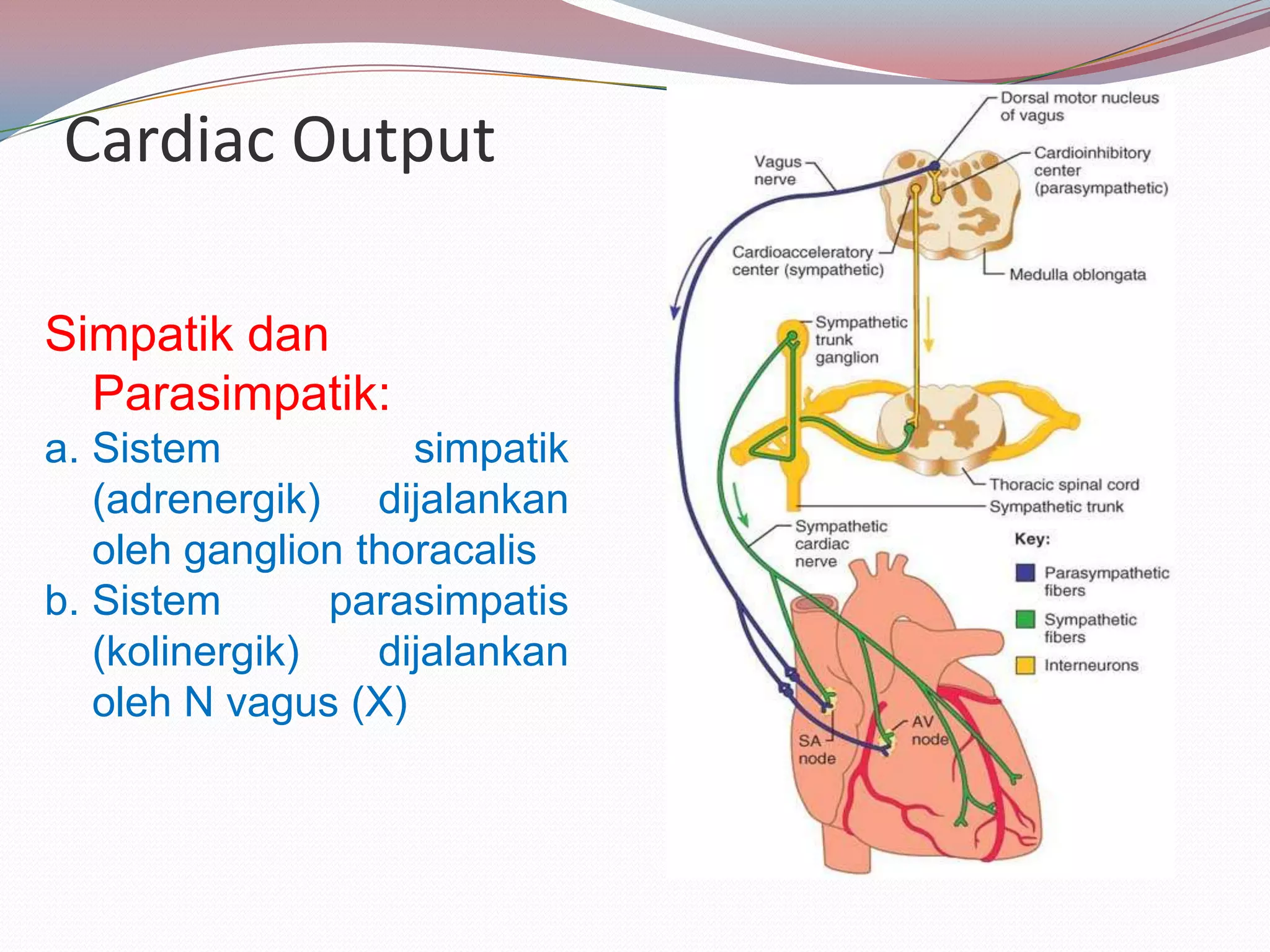 Fisiologi sistem kardiovaskular | PPT