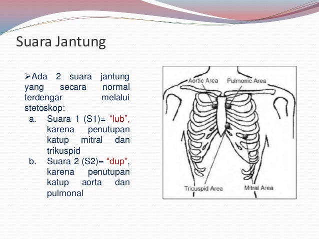 Fisiologi sistem kardiovaskular
