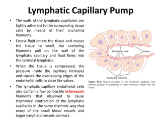FISIOLOGI SISTEM LIMFATIK KURBA 2020.pdf