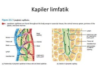 FISIOLOGI SISTEM LIMFATIK KURBA 2020.pdf