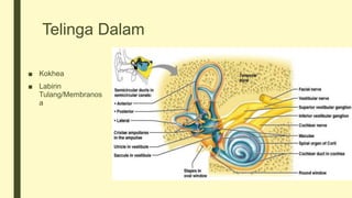 Fisiologi Sistem Panca Indera.ppt