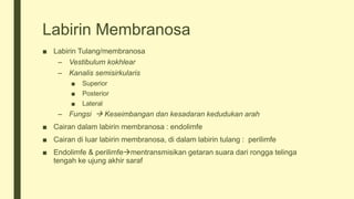 Fisiologi Sistem Panca Indera.ppt