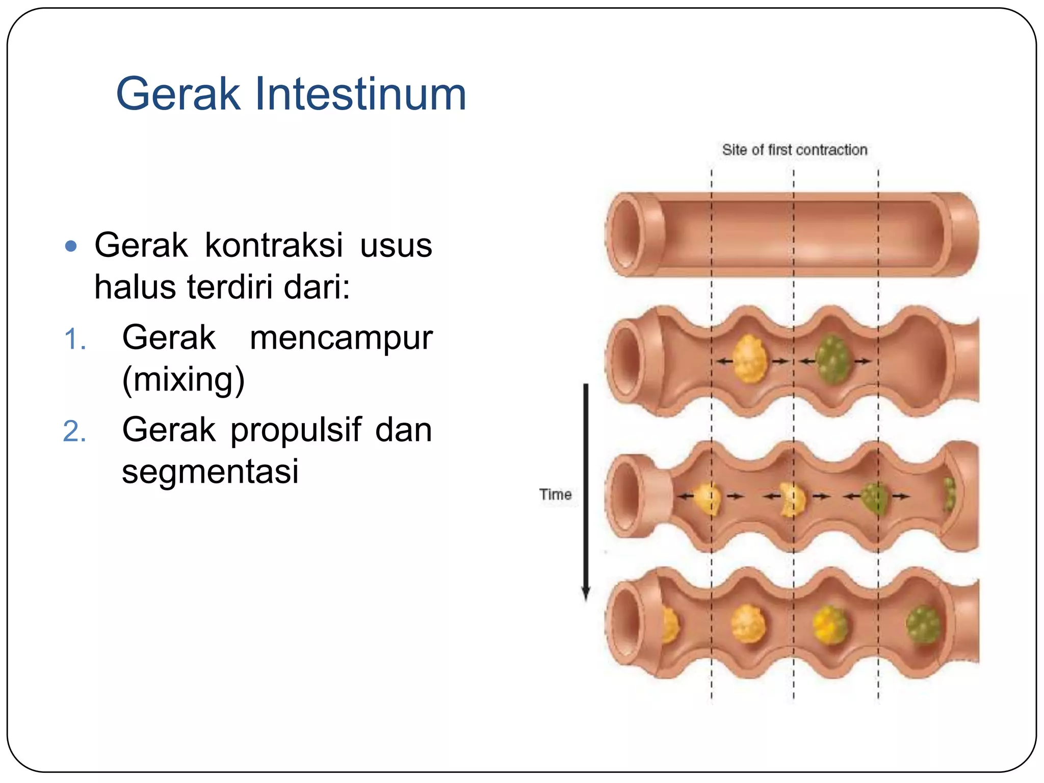 Fisiologi sistem pencernaan | PPT