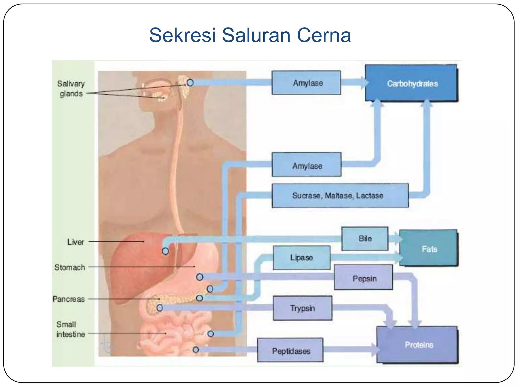 Fisiologi sistem pencernaan | PPT