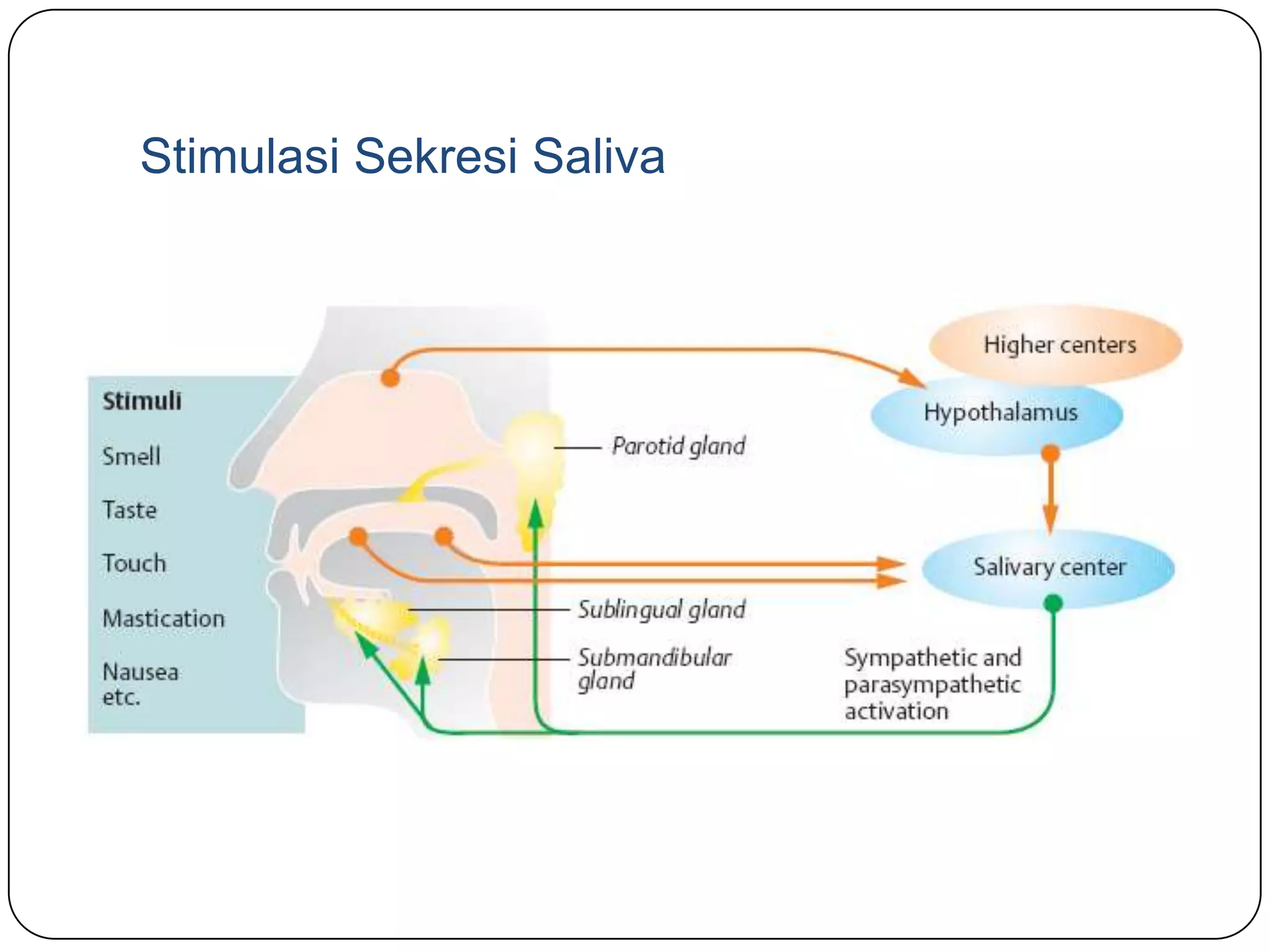 Fisiologi sistem pencernaan | PPT