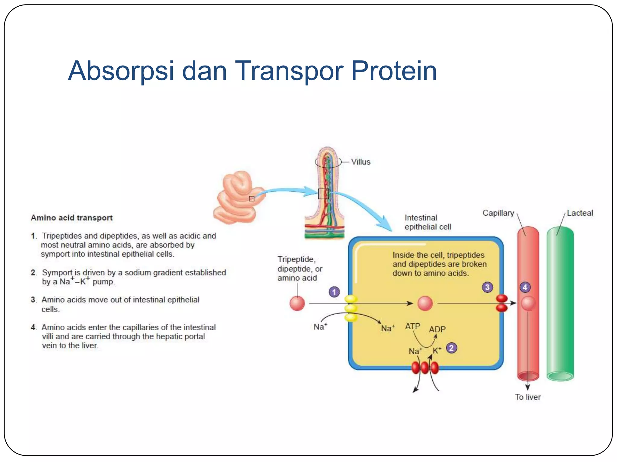 Fisiologi sistem pencernaan | PPT