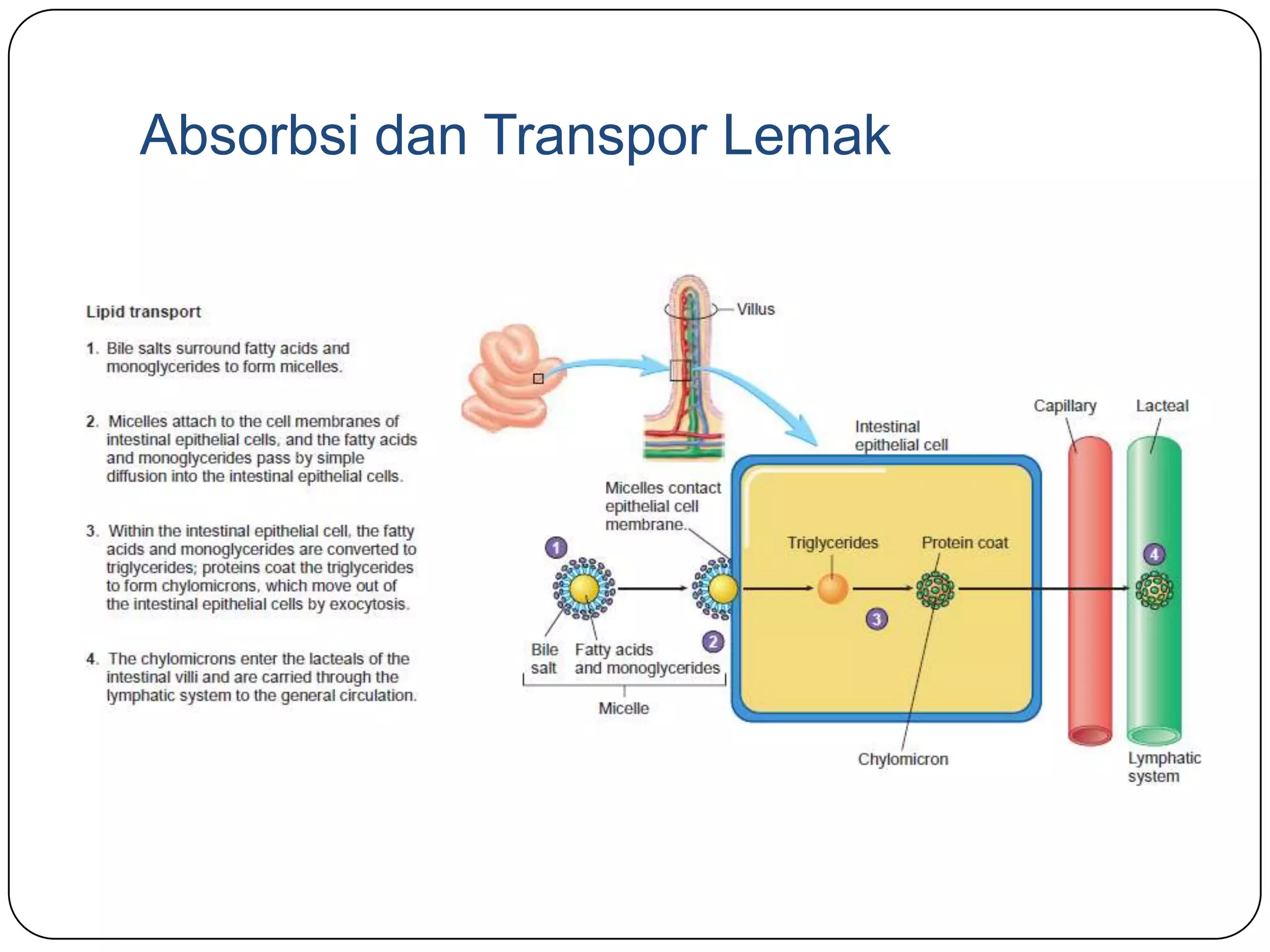 Fisiologi sistem pencernaan | PPT