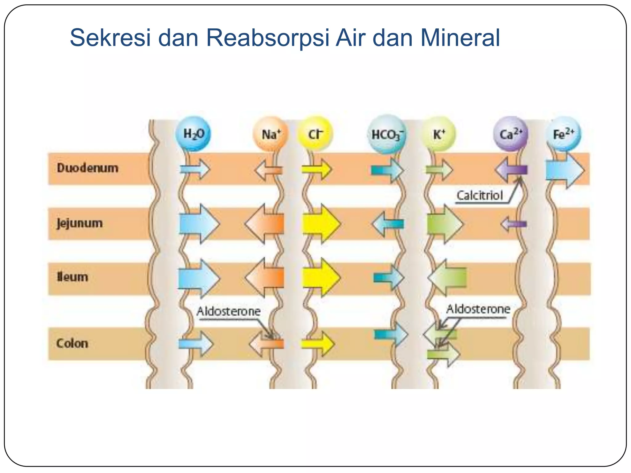 Fisiologi sistem pencernaan | PPT