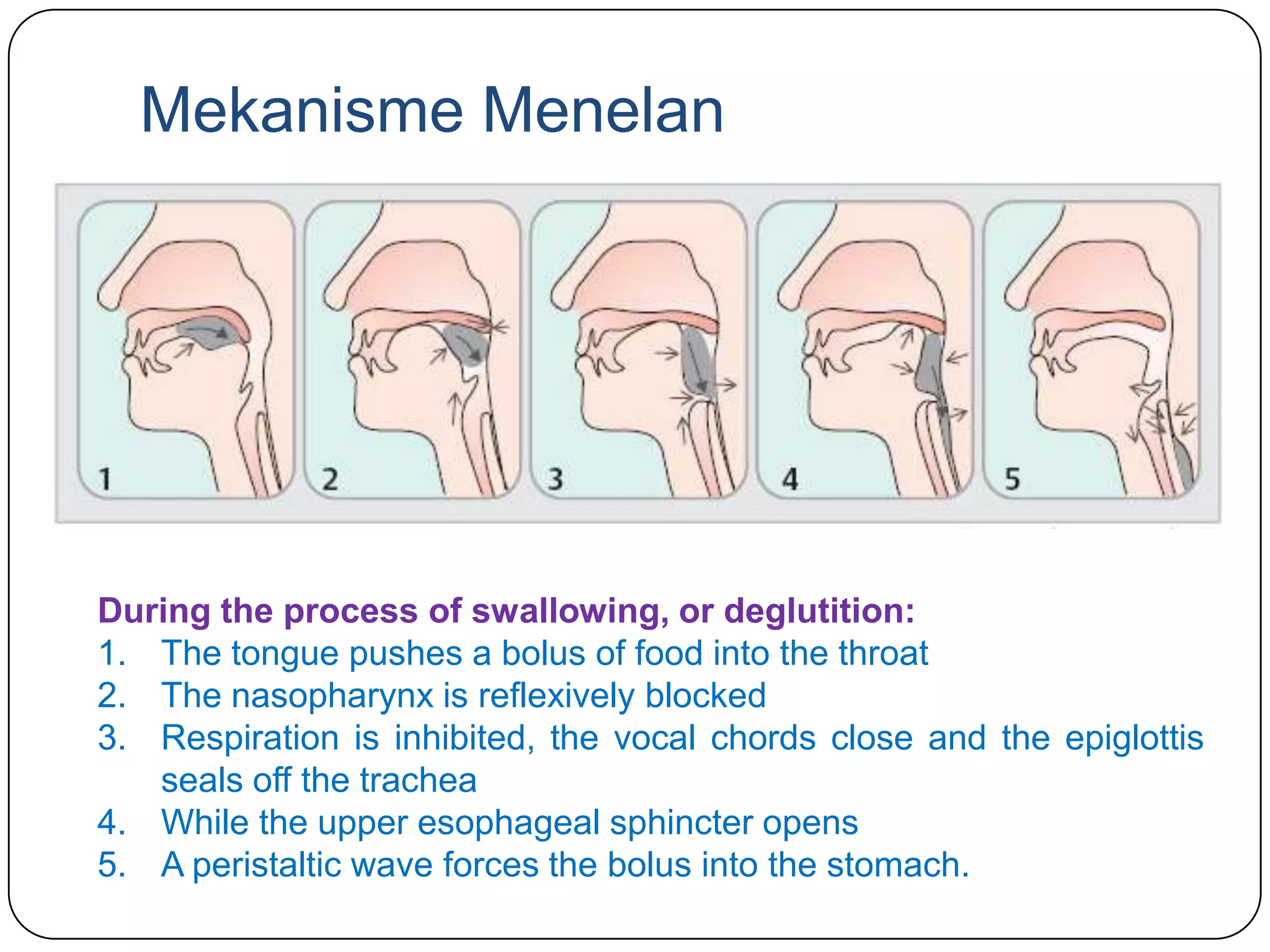 Fisiologi sistem pencernaan | PPT