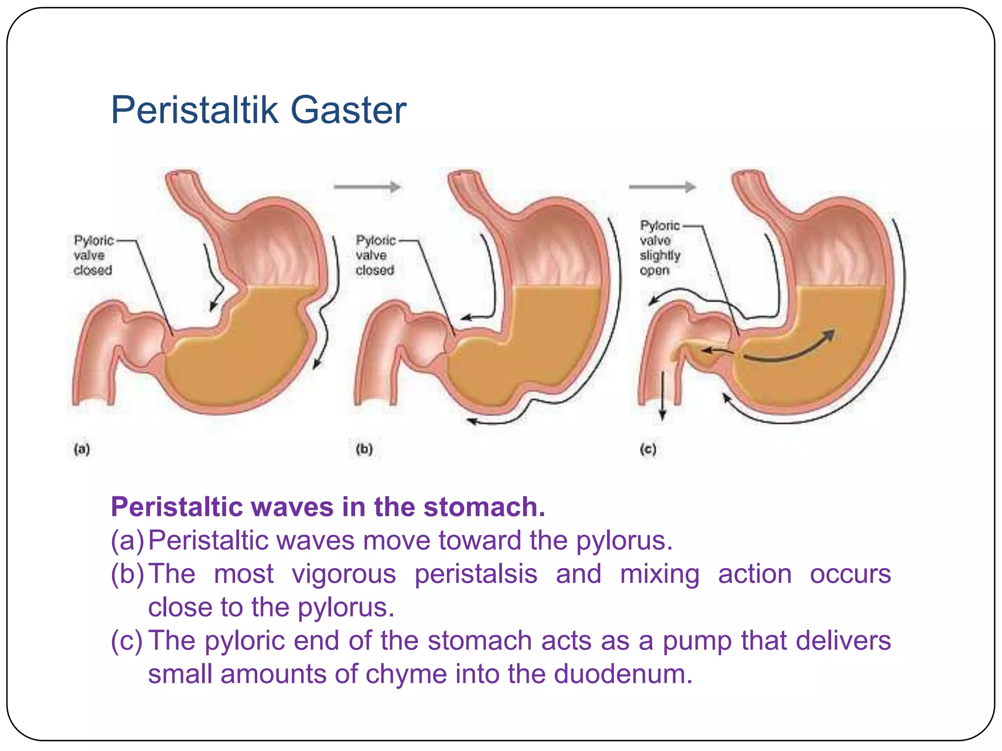 Fisiologi sistem pencernaan | PPT