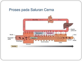 Fisiologi sistem pencernaan | PPT