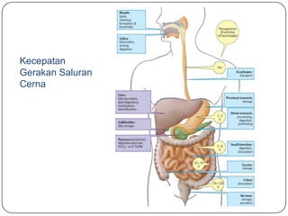 Fisiologi sistem pencernaan | PPT