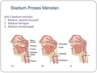 Fisiologi sistem pencernaan | PPT