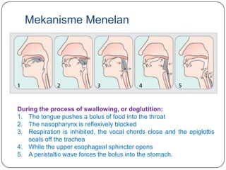 Fisiologi sistem pencernaan | PPT