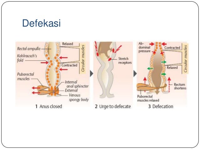 Fisiologi sistem pencernaan
