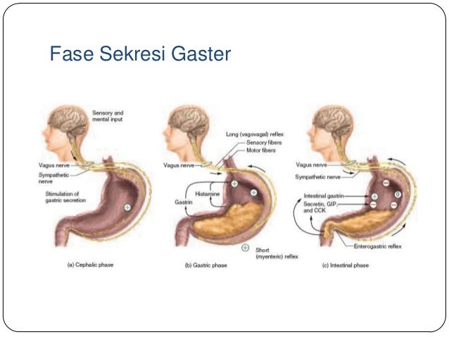 Fisiologi sistem pencernaan