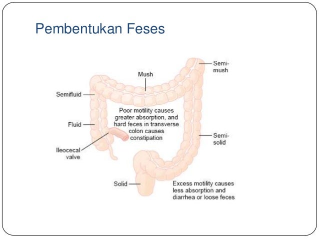 Fisiologi sistem pencernaan