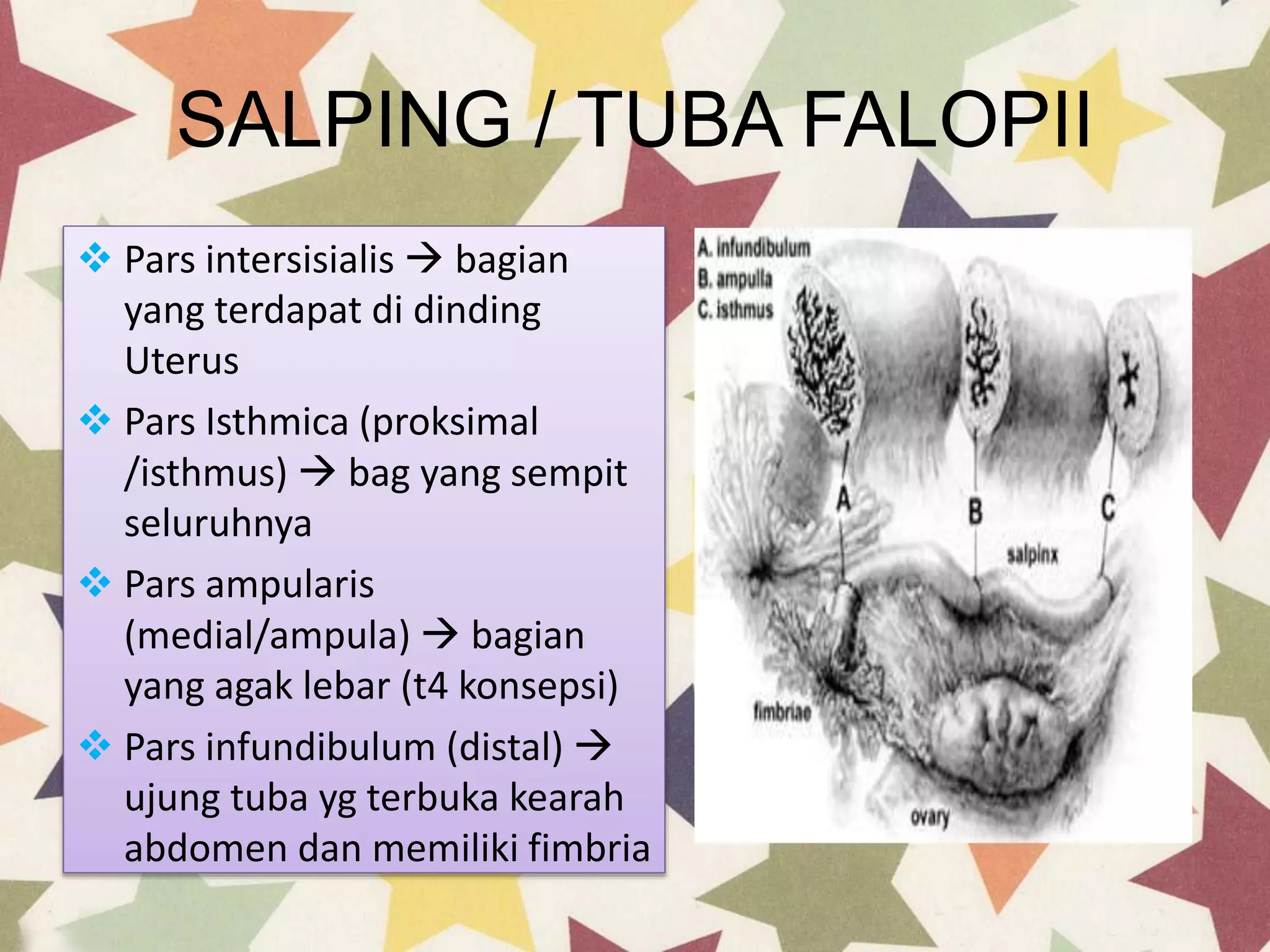 Fisiologi Sistem Reproduksi Pria dan Wanita | PPTX