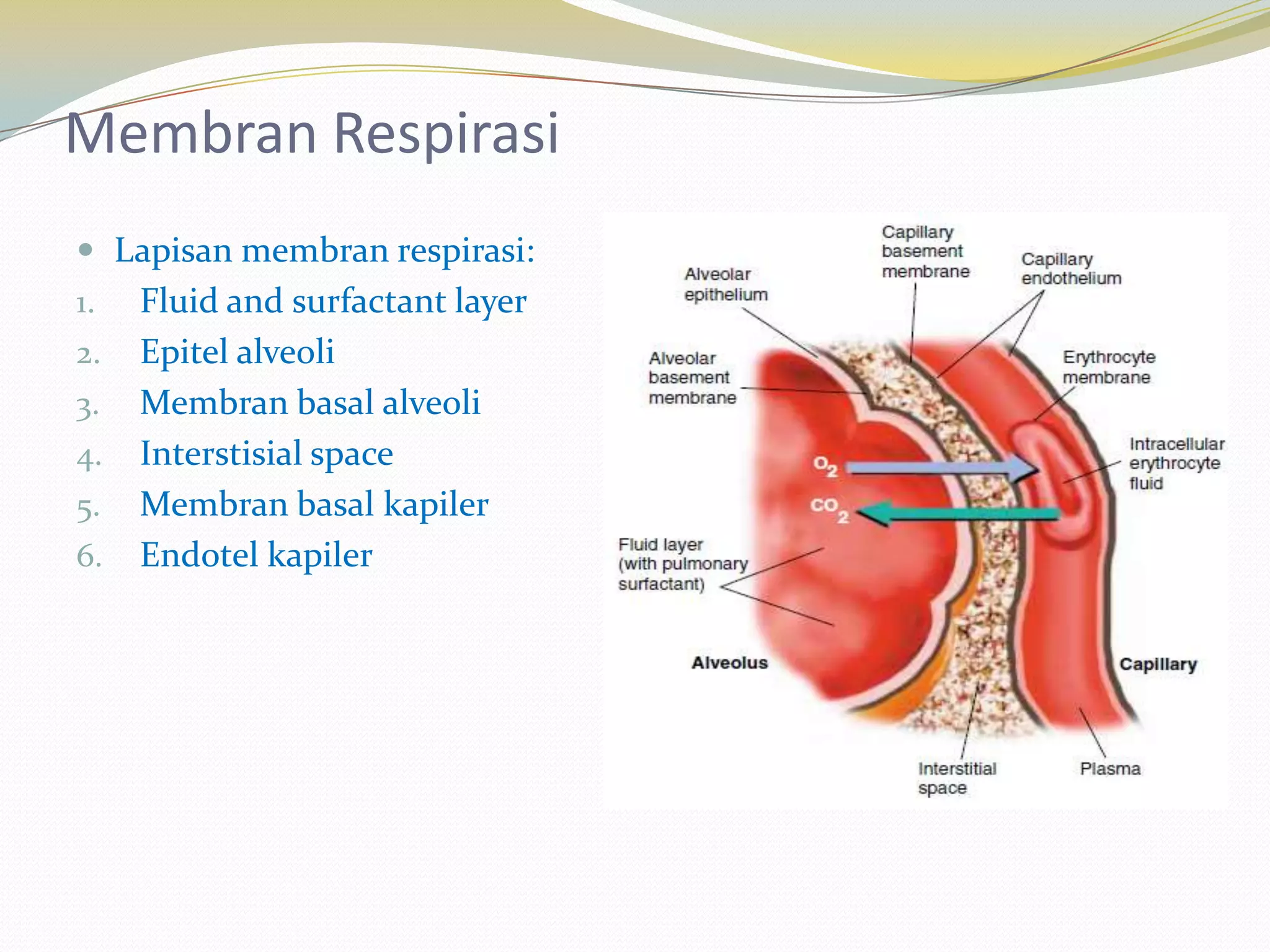 Fisiologi sistem respirasi | PPT