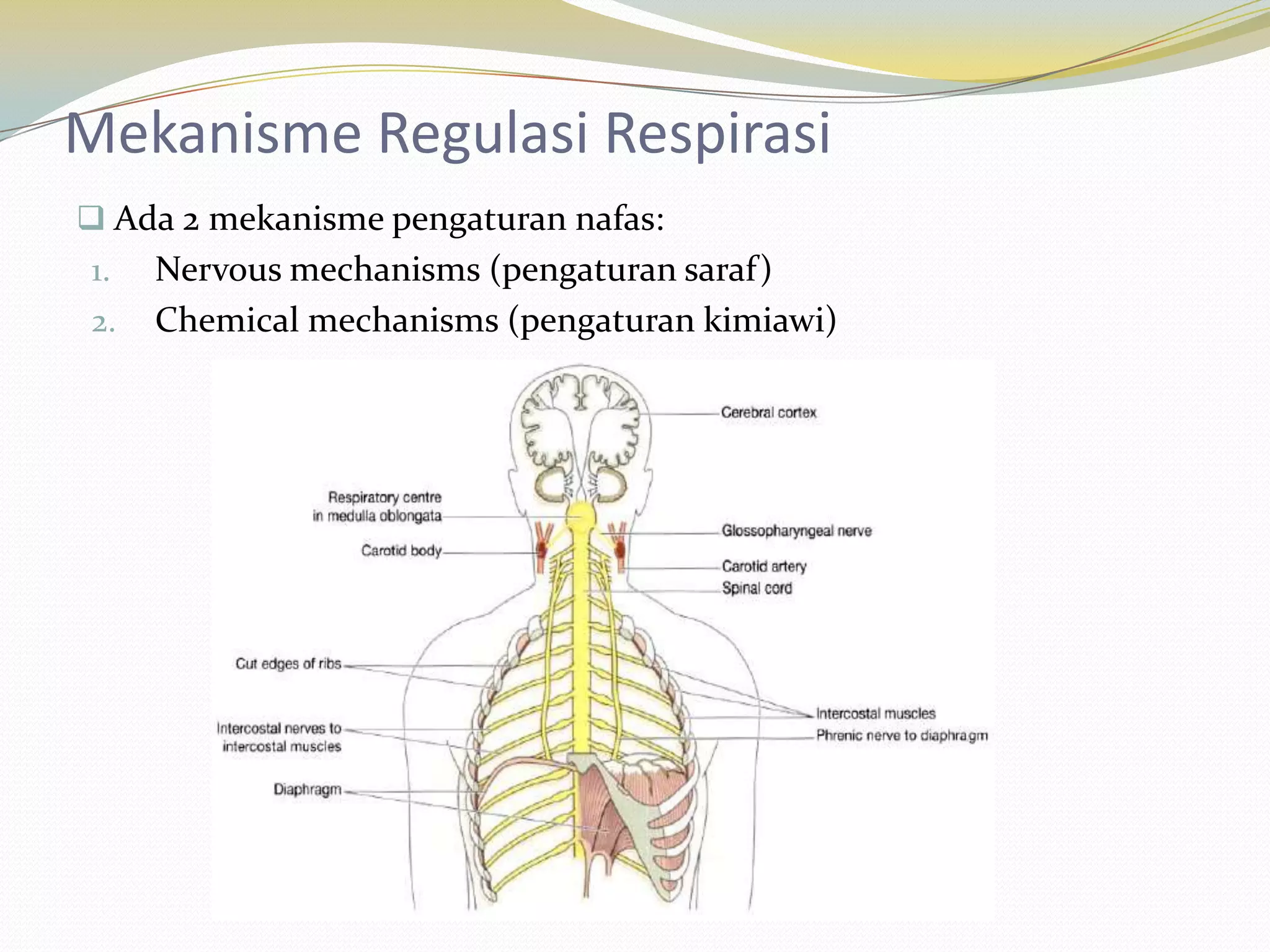 Fisiologi sistem respirasi | PPT
