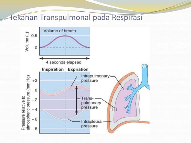 Fisiologi sistem respirasi | PPT