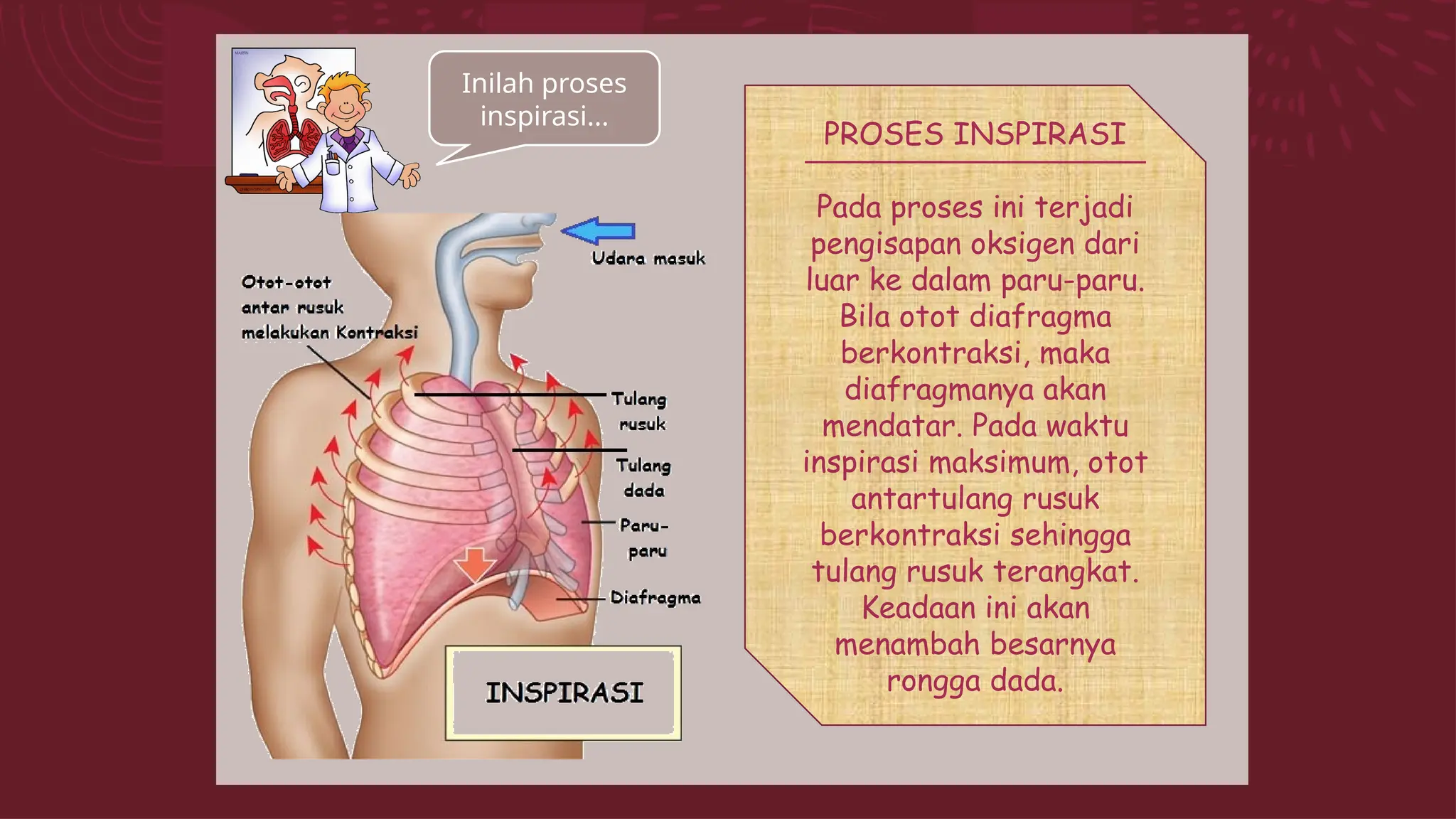 FISIOLOGI SISTEM RESPIRASI.pptxbhvkvhkvhkvhv | PPTX