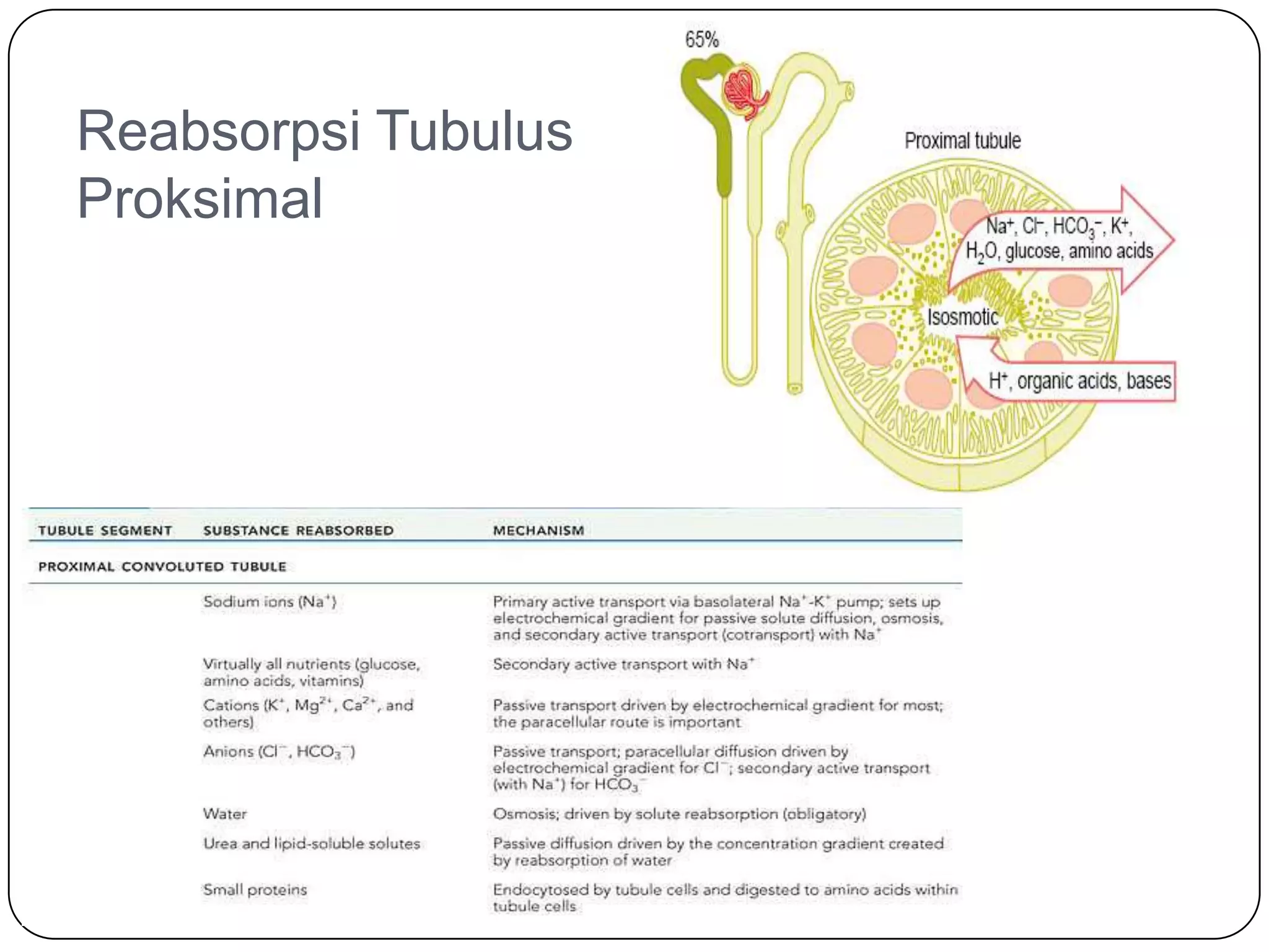 Fisiologi sistem urinaria | PPT
