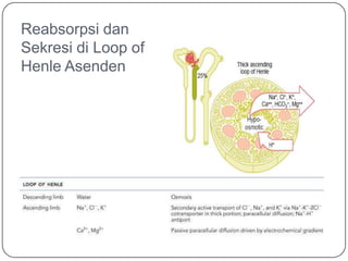 Fisiologi sistem urinaria | PPT
