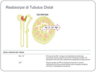 Fisiologi sistem urinaria | PPT