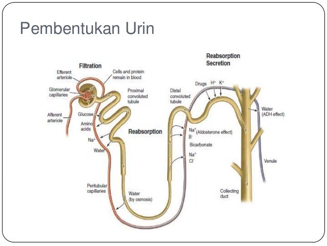 Fisiologi sistem urinaria