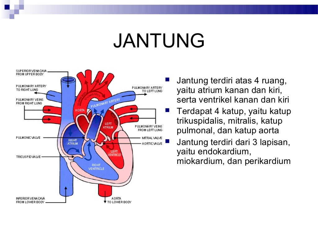 Fisiologi sistem kardiovaskular