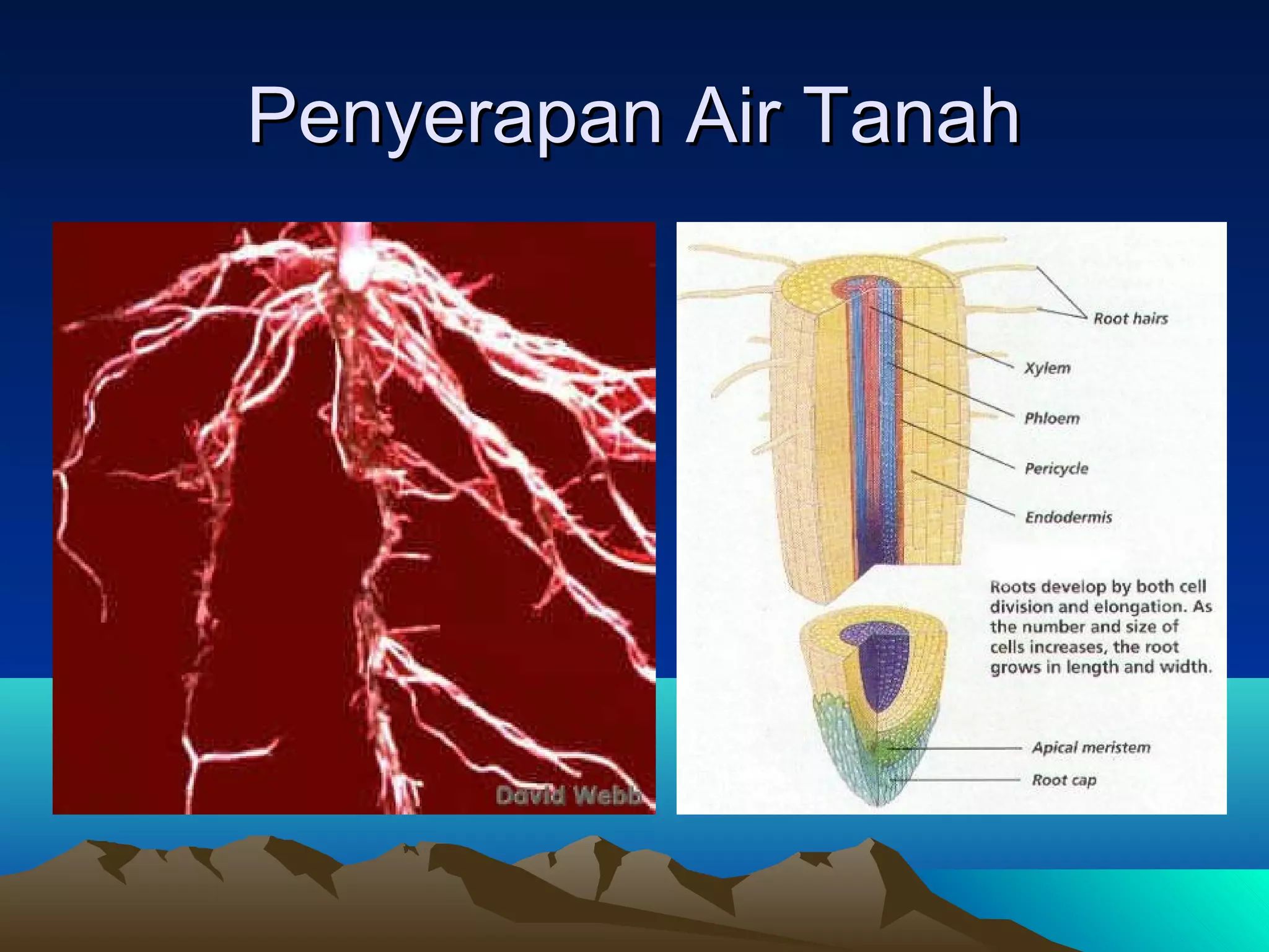 Hubungan Air dan Tanaman | PPT