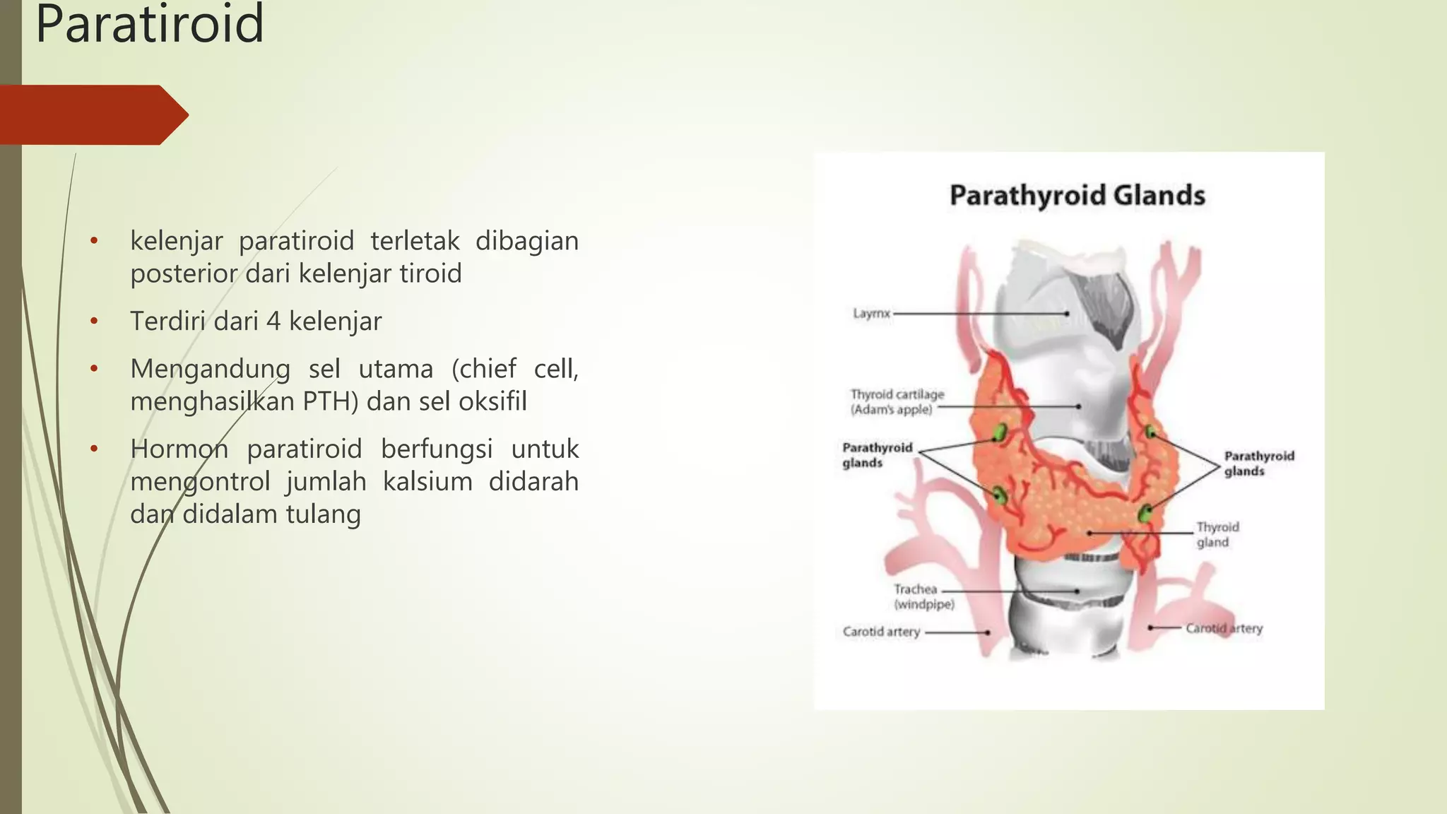 Fisiologi tiroid dan paratioid | PPTX