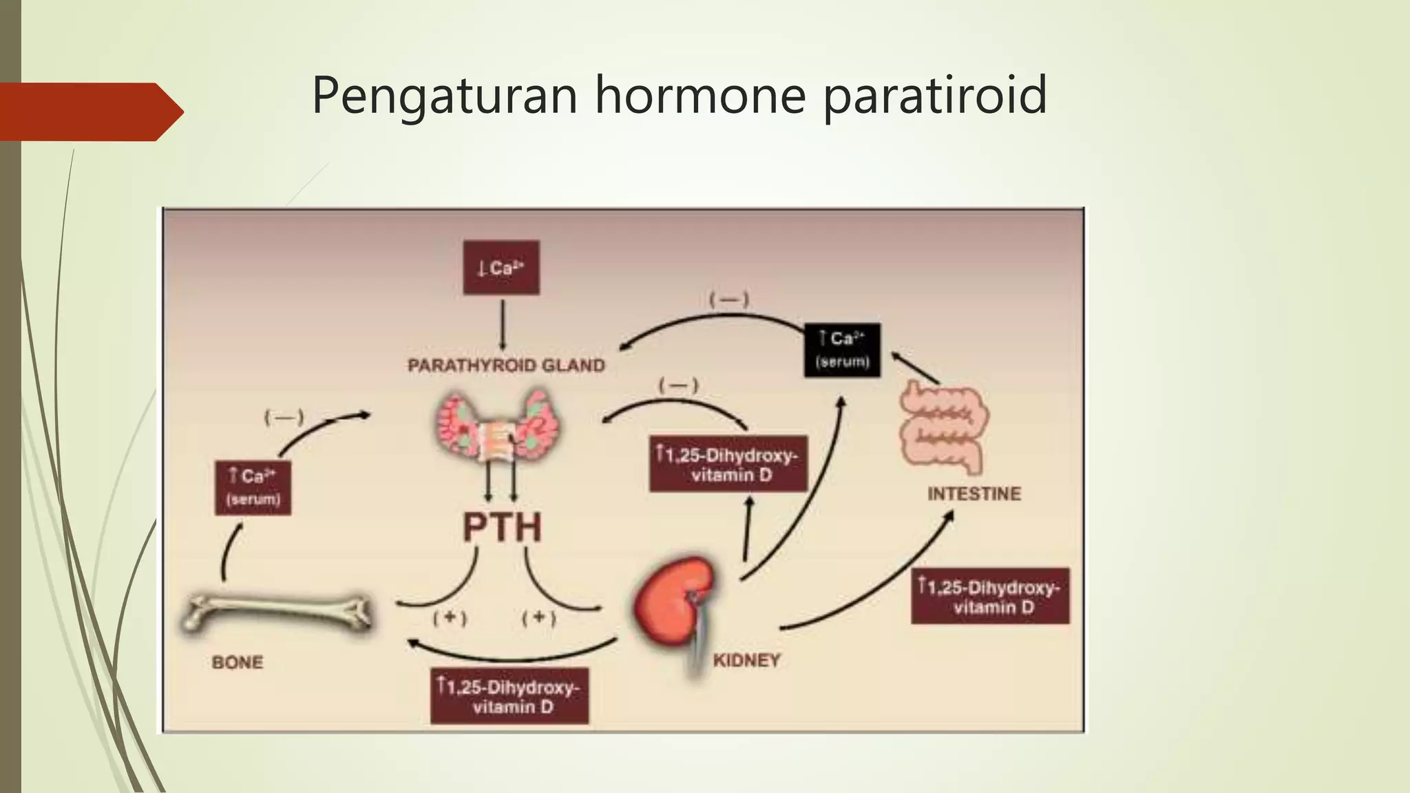 Fisiologi tiroid dan paratioid | PPTX