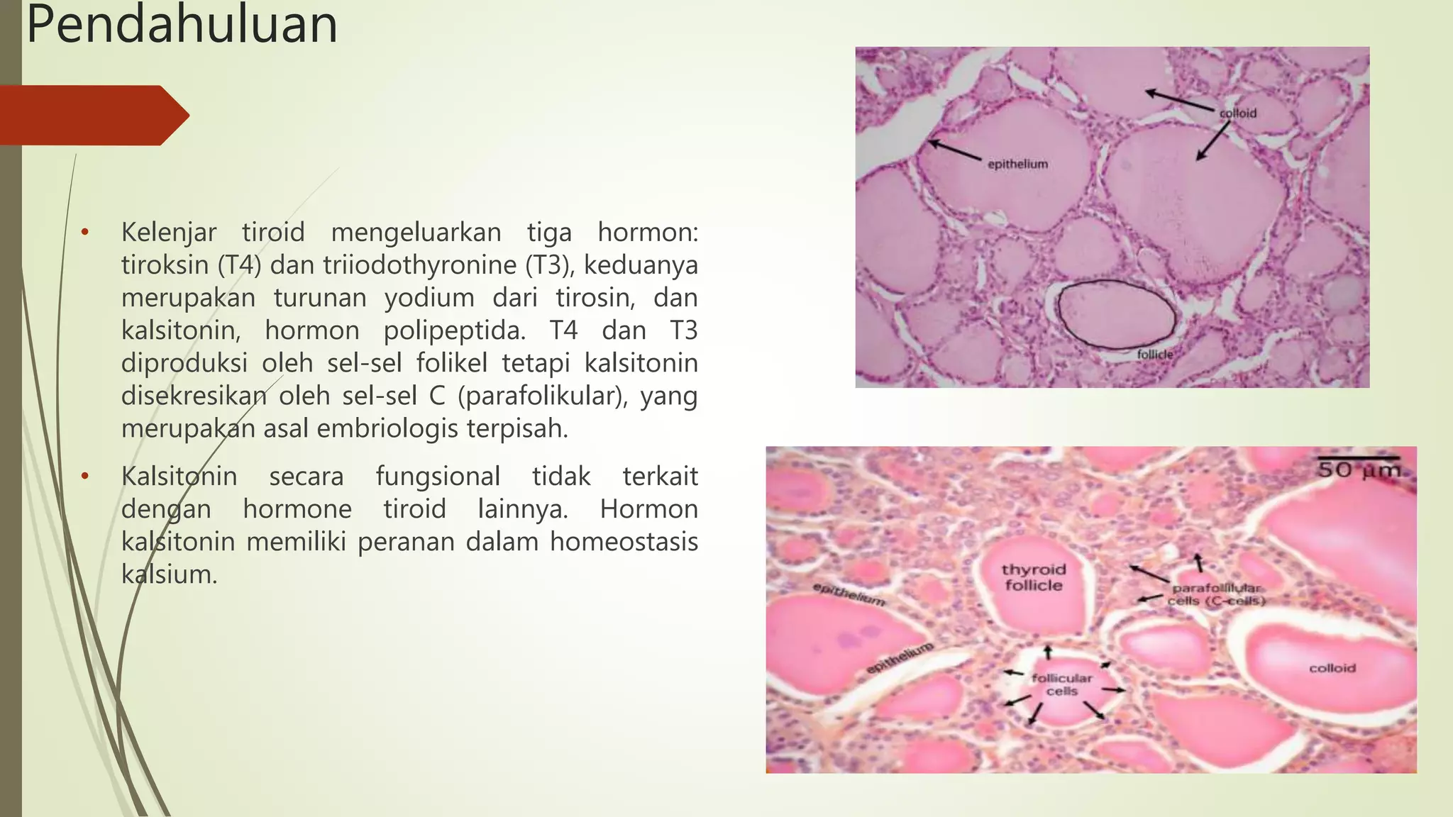 Fisiologi tiroid dan paratioid | PPTX